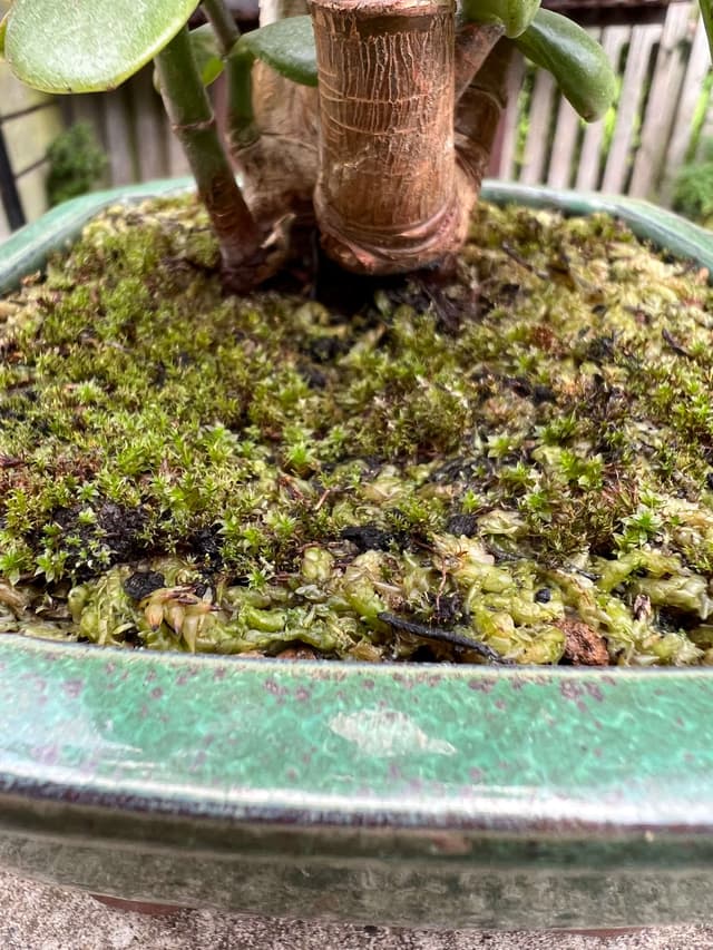The Most Effective Way To Grow Bonsai Moss