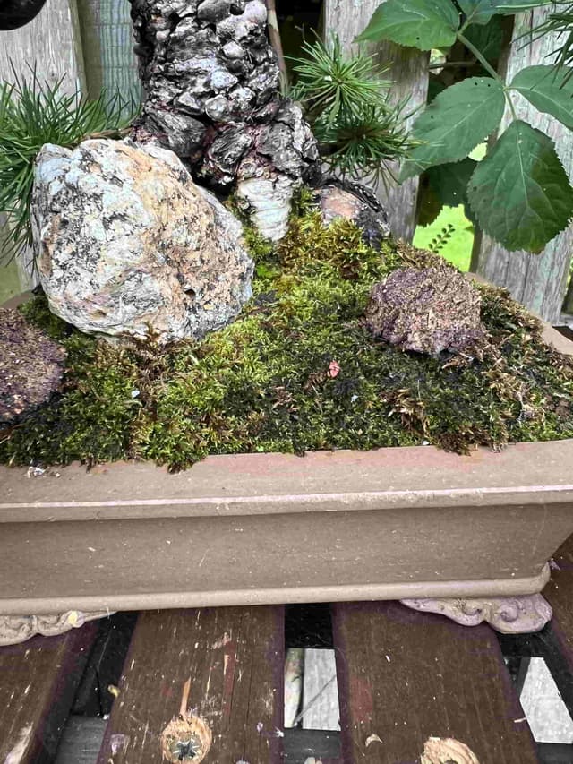 The Most Effective Way To Grow Bonsai Moss