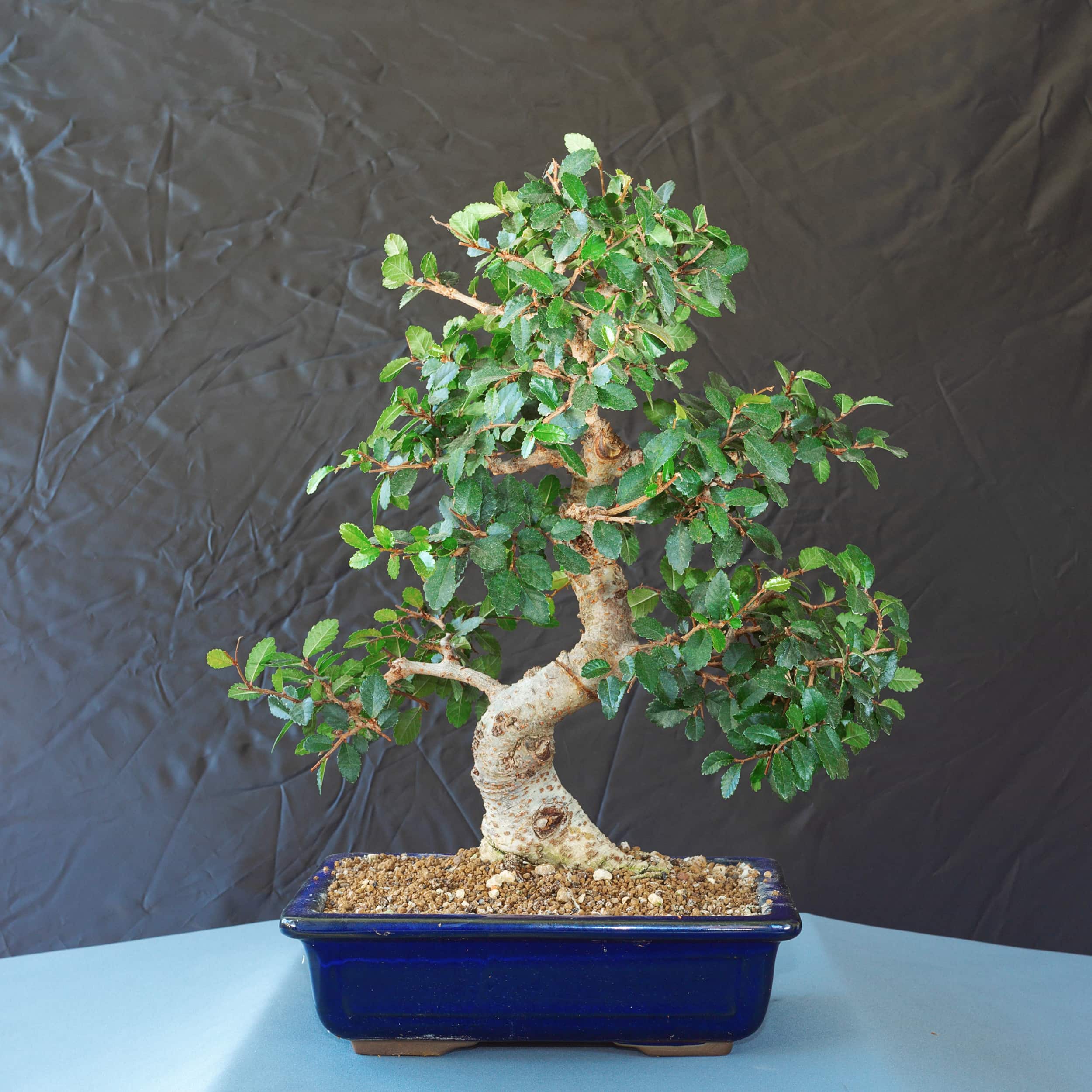Bonsai Trees For Beginners Top 10+ Best Bonsai Trees For Indoors That
