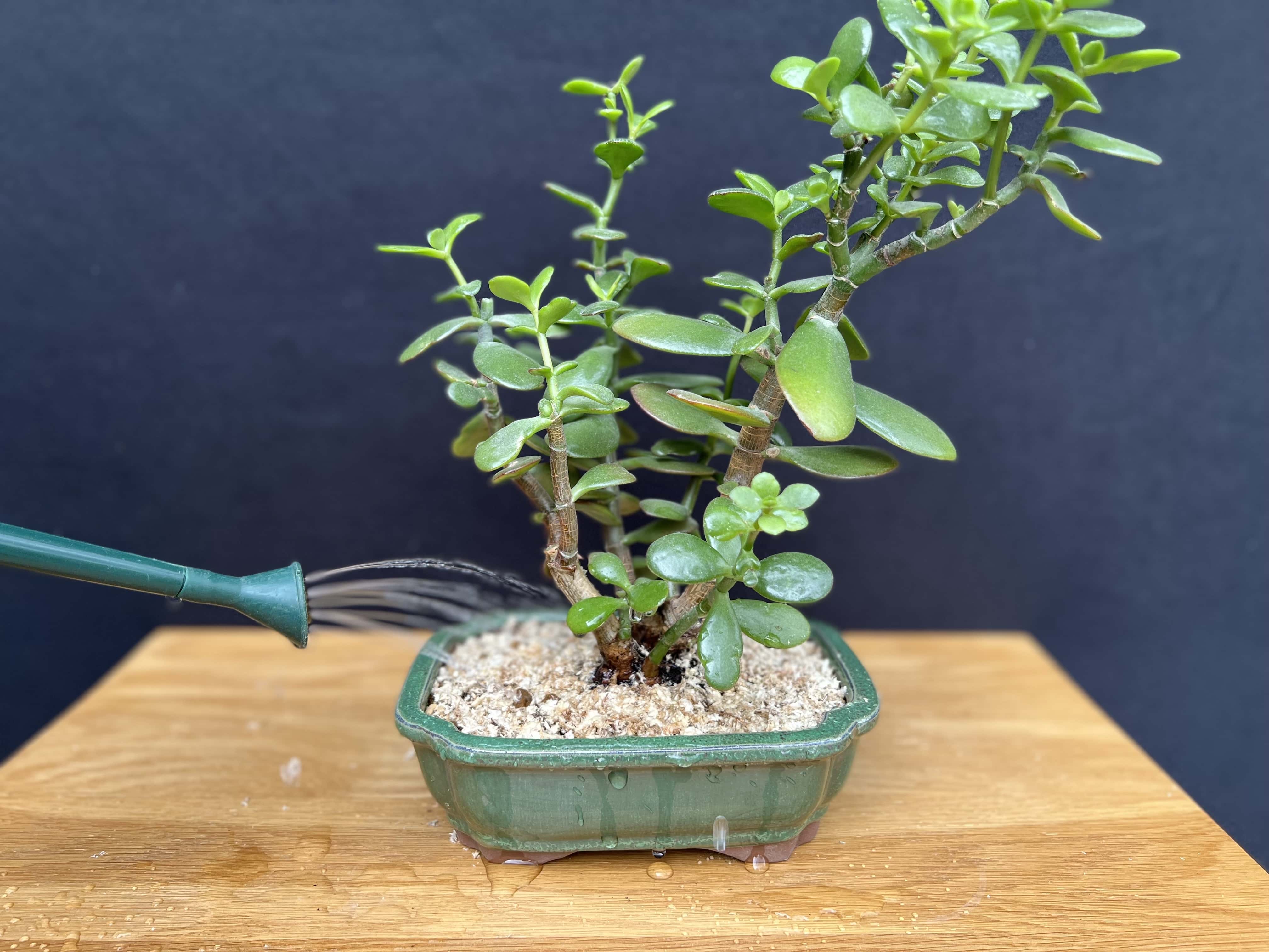Jade Plant Bonsai